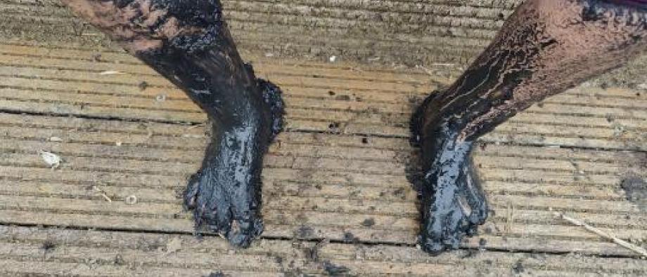 Maakt modder mooi? | Fedasil